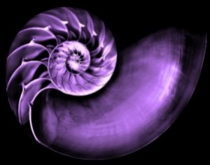 Numarul de aur - Almeea - site de spiritualitate si vindecare